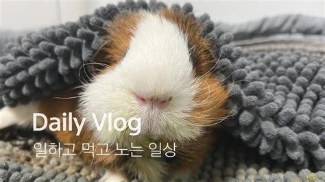 30대 Vlog 브이로그 열심히 집 밥을 먹자🍲 나의 늙은 기니피그🐹 보살피기 연휴 전 폭풍전야 일주일 ‍🔥