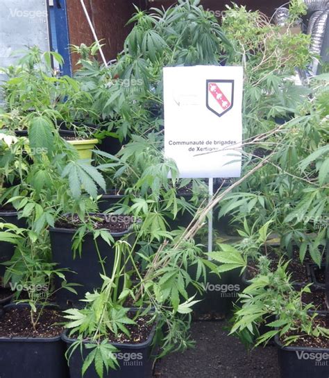 Edition D Epinal Saisie De Pieds De Cannabis Dans Une Maison Dhabitation