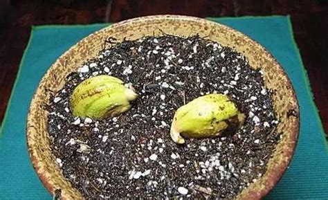 芒果吃完后种子不要丢，2个星期就能变成美丽的芒果树小盆栽