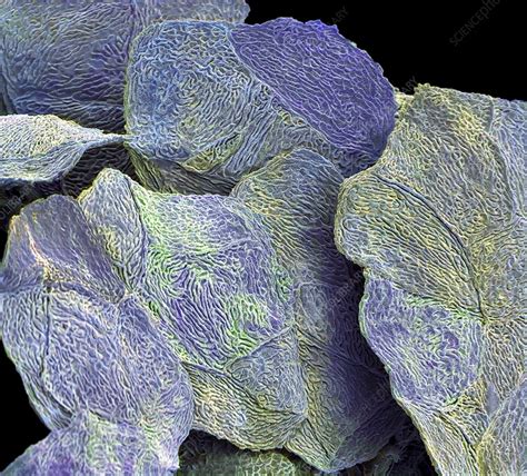 Skin Cells Sem Stock Image F0431024 Science Photo Library