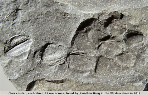 Bivalves Penn Dixie Fossil Park And Nature Reserve