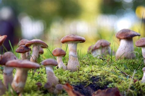 Mushroom Nutritional Info Health Benefits Recipes And More