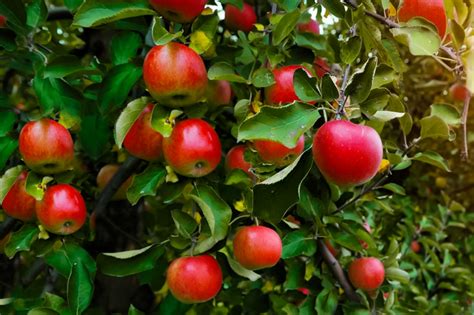 Why Don't My Fruit Trees Bear Fruit? - Trendradars Latest