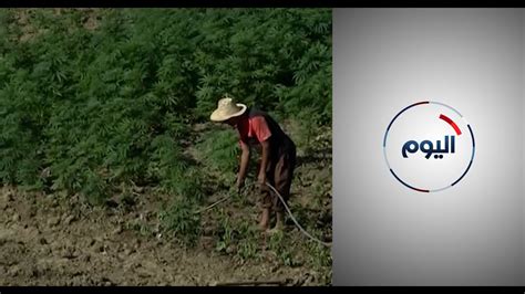 وكالة تقنين القنب الهندي تسمح برخص لاستخدامه طبيا وصناعيا في المغرب