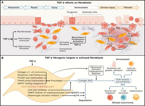 Tgf β Signaling In Health And Disease Cell