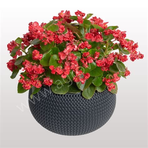 S2215 Бегония вечноцветущая Фея FlowerBall Red (3 шт.) - купить в ...
