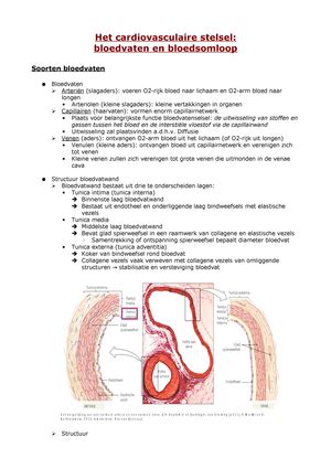 Het Cardiovasculaire Stelsel Hart Stop Toevoer O2 En