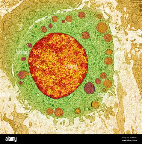 Basophil Coloured Transmission Electron Micrograph TEM Of A Section