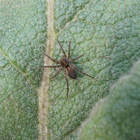 Spotted Wolf Spider Pardosa Amentata Insect Identification Guide