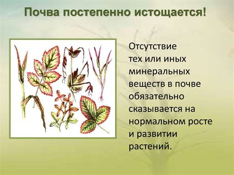 Минеральное питание растений - презентация онлайн