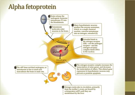 Disorders Of Sexual Development Diagram Quizlet