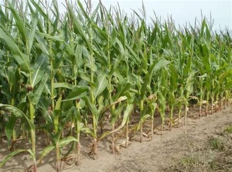 Klasifikasi Tanaman Jagung CND