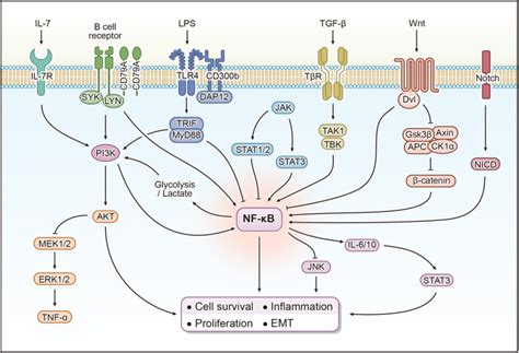 Nf κb In Biology And Targeted Therapy New Insights And Translational