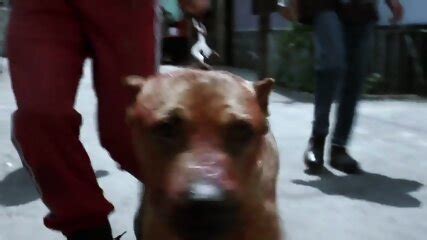 Amores De Perros
