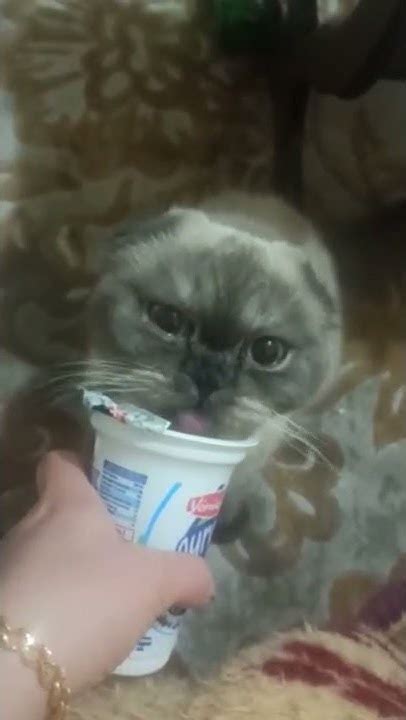 Ayran Içen Kedi Youtube