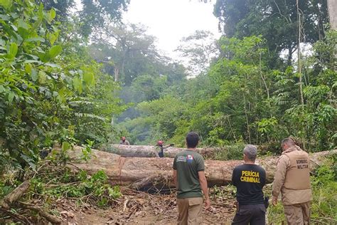 Semas No Pará Combate A Crimes Ambientais Avança Com Embargo De