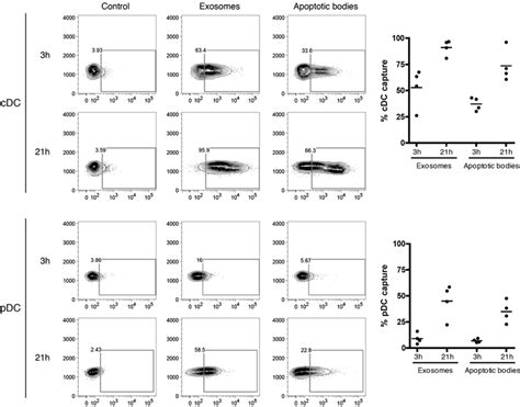 Pdcs Capture Enriched Apoptotic Bodies Sorted Pdcs And Cdcs Were Download Scientific Diagram