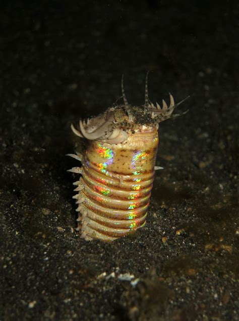 Pin By Yakanô On I Cant Quite Describe In 2023 Velvet Worm Eunice Aphroditois Worms