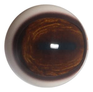 Payer Deer Eye With Pre Rotated And White Band Research Mannikins Taxidermy Supply