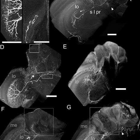 Mushroom Body Mb Visual Input Neuron Projections A Input Regions