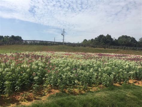 2022洋沙湖五彩花田游玩攻略值得推荐给大家，有特色的地【去哪儿攻略】