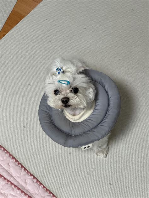 폭염주의보 😢 11살 노견을 키우고 있는데 다들 집에 강아지 혼자있을때 어떻게 하세요 에어컨 켜놓고 가시는지 아님 다른 방법이
