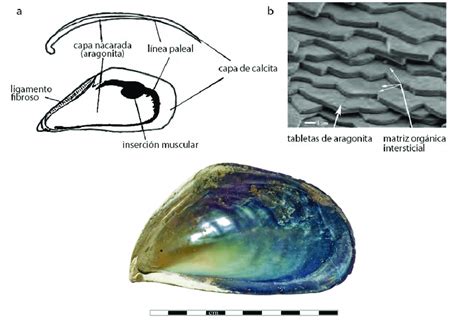 Estructura De Concha De Mejillón A Los Diferentes Componentes De Una