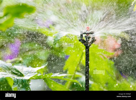 Garden irrigation with an automatic watering system Stock Photo - Alamy