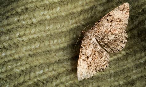 Top 15 Common Household Bugs In Australia