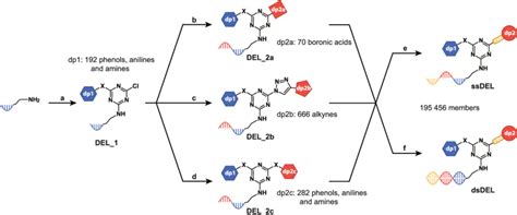 Construction Of A Chemically Identical Ss And Dsdel A S N Ar Of