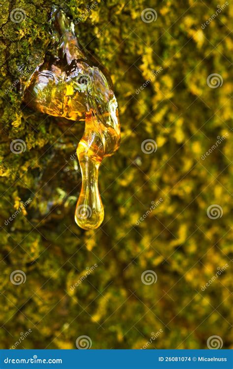Tree Resin Stock Photo Image Of Wood Pine Yellow Resin