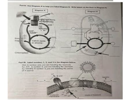 Solved Photosynthesis Diagrams Worksheet Part I In The Diagram