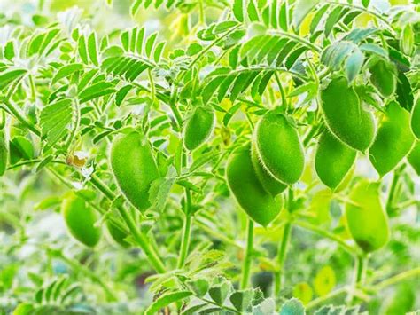 Gram Farming चने की बम्पर पैदावार के लिए किसान करें ये काम होगा अच्छा