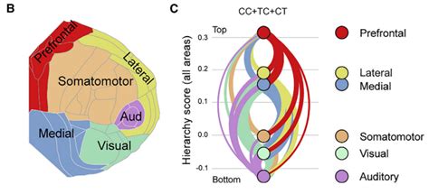 小鼠前额叶皮层：多样性中的统一（ The Mouse Prefrontal Cortex Unity In Diversity） Hanbushi 博客园