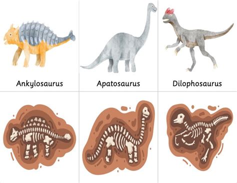 Dinosaur Fossil Identification Cards Etsy