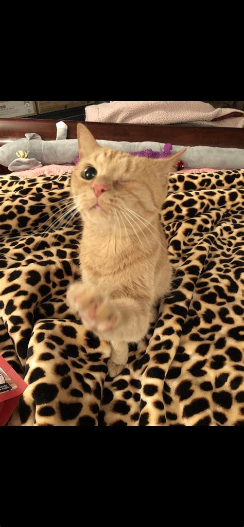 Penny Our Ginger Pirate Kitty Rpiratekitties