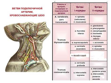 Функциональная анатомия артерий и вен головы и шеи Online Presentation