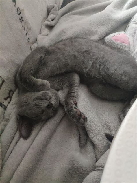 Meet My Rb Kitten R Russianblue
