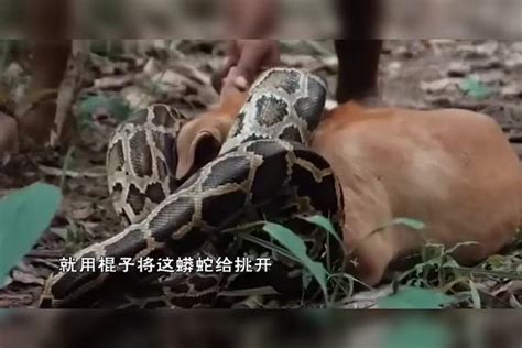 狗狗被蟒蛇紧紧缠绕濒临死亡，小伙上前勇救，不料下一秒意外发生小伙蟒蛇死亡