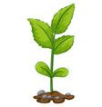 Seed Growing Into Tree Royalty Free Vector Image