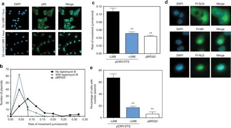 Exportin 1 Activity Is Required For Plasmid Trafficking And Nuclear