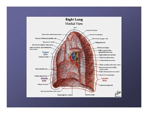 Lung Anatomy