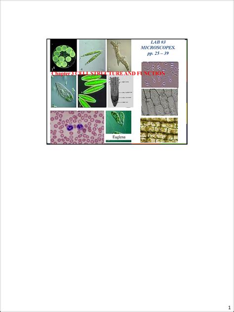 Chapter Cell Structure And Function Chapter Cell Structure And Function BIOL Studocu