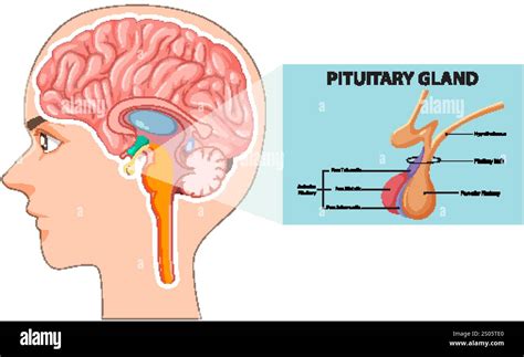 Pituitary Gland Brain Diagram Pituitary Gland Are You Ready For A