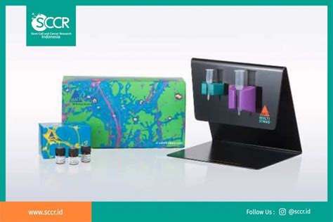 Magnetic Activated Cell Sorter Macs Stem Cell And Cancer Research