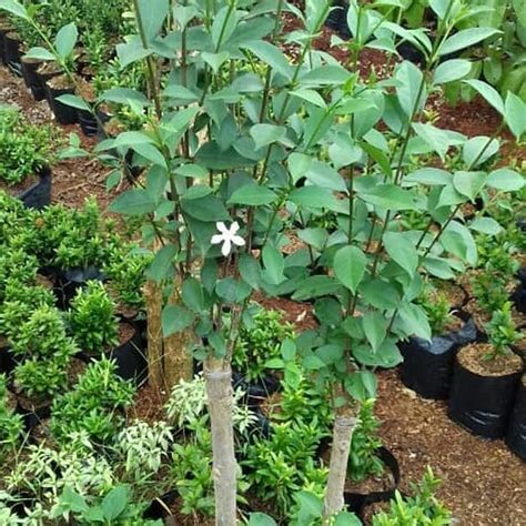 New Pohon Melati Yasmin Jasmine Tinggi Meter Tanaman Bonsai Lazada Indonesia