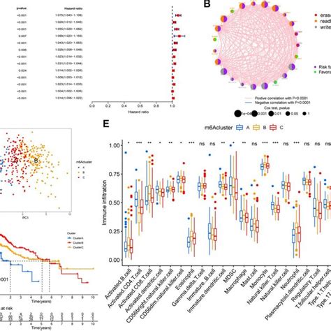 M6a Methylation Modification Pattern And Relevant Immune Infiltration