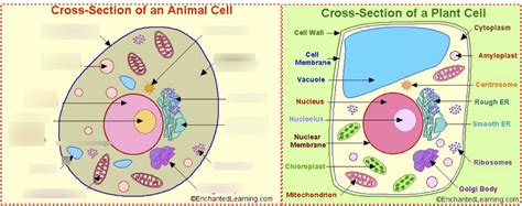 Cell Organelles And Functions Diagram Quizlet