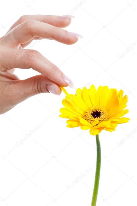 Picking A Petal Stock Photo By Fotosmurf 2949387