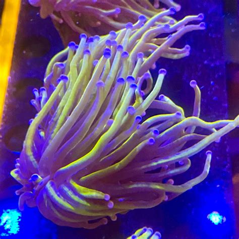 24k Gold Torch Coral Frag Per Head Euphyllia Glabrescens Fresh N
